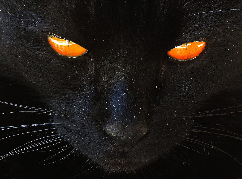 La leggenda de ‘La Gata Mora’ – Veja Adventure Park